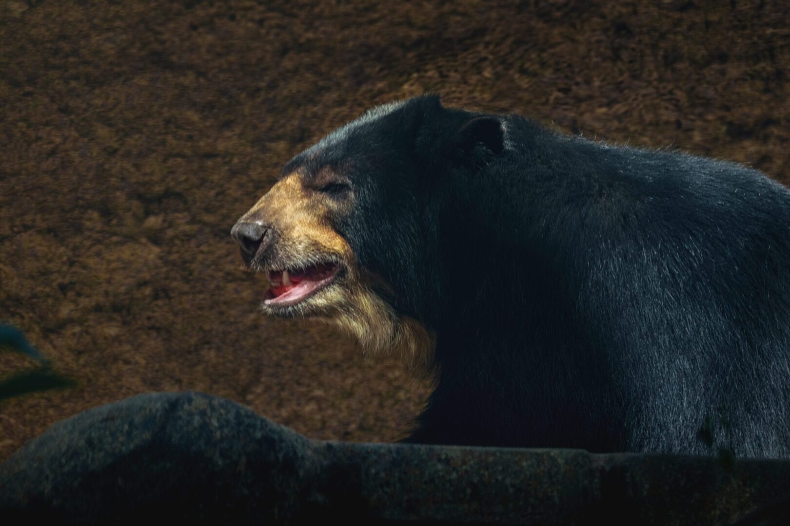 El Ecoturismo amenaza la existencia del Oso de Anteojos en Colombia ...